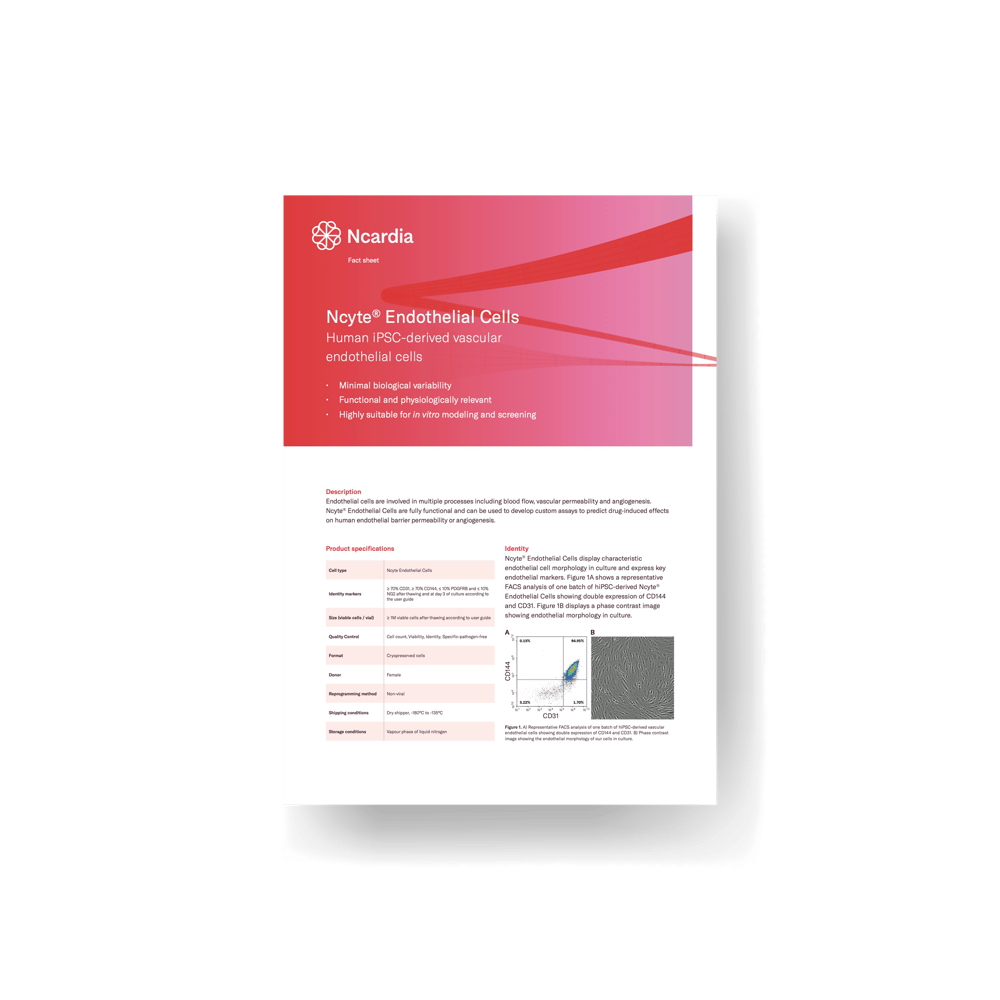 Fact Sheet: Ncyte® Endothelial Cells