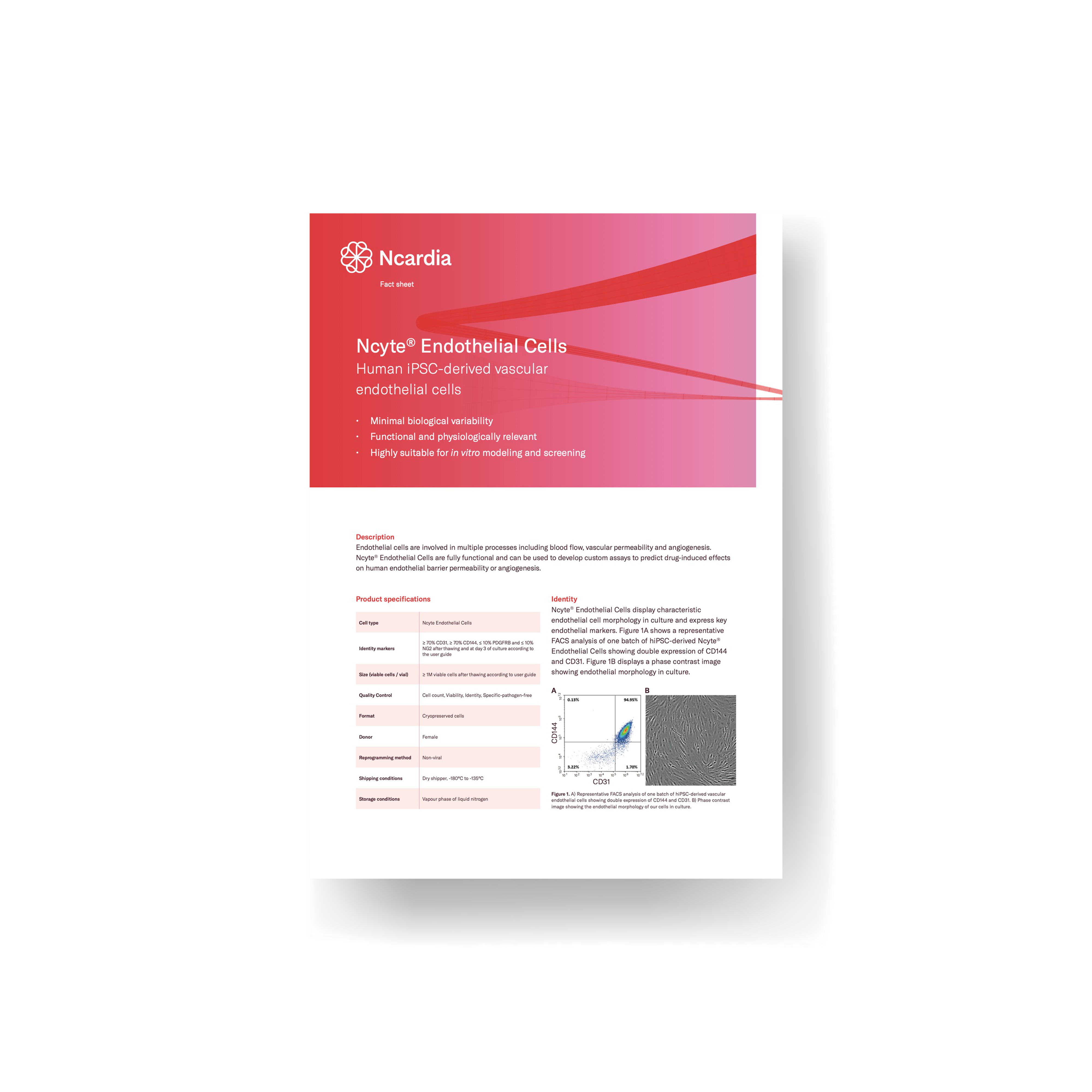 Fact Sheet: Ncyte® Endothelial Cells