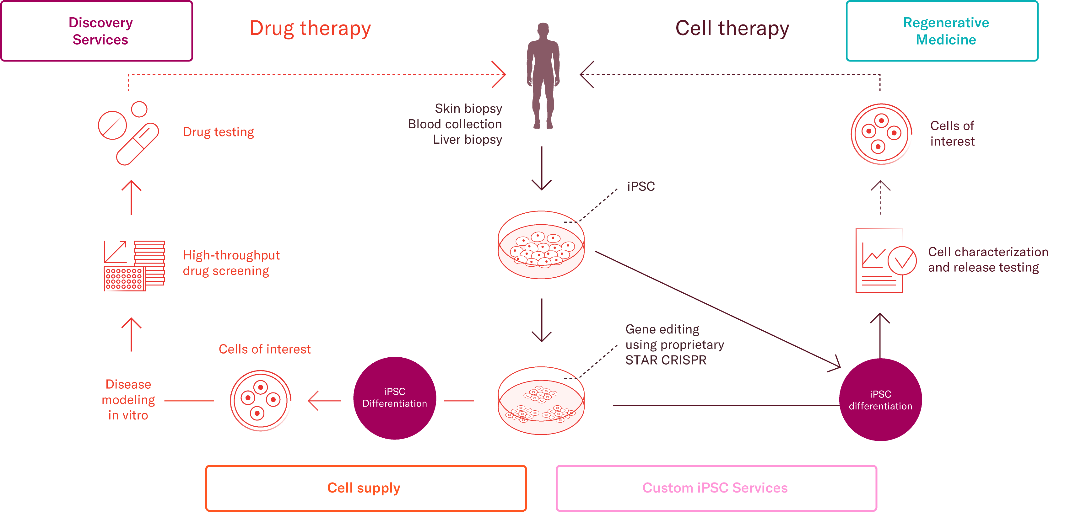 Unveiling Ncardia's Path to Innovation and Growth