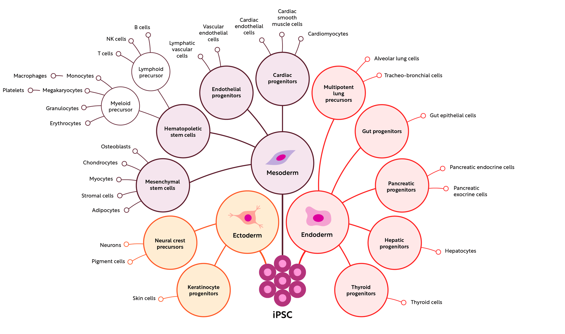 iPSC Technology by Ncardia