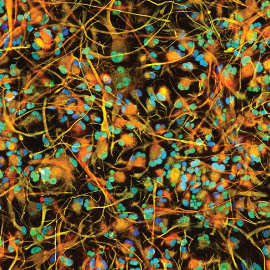 Cell painting Assay by Ncardia